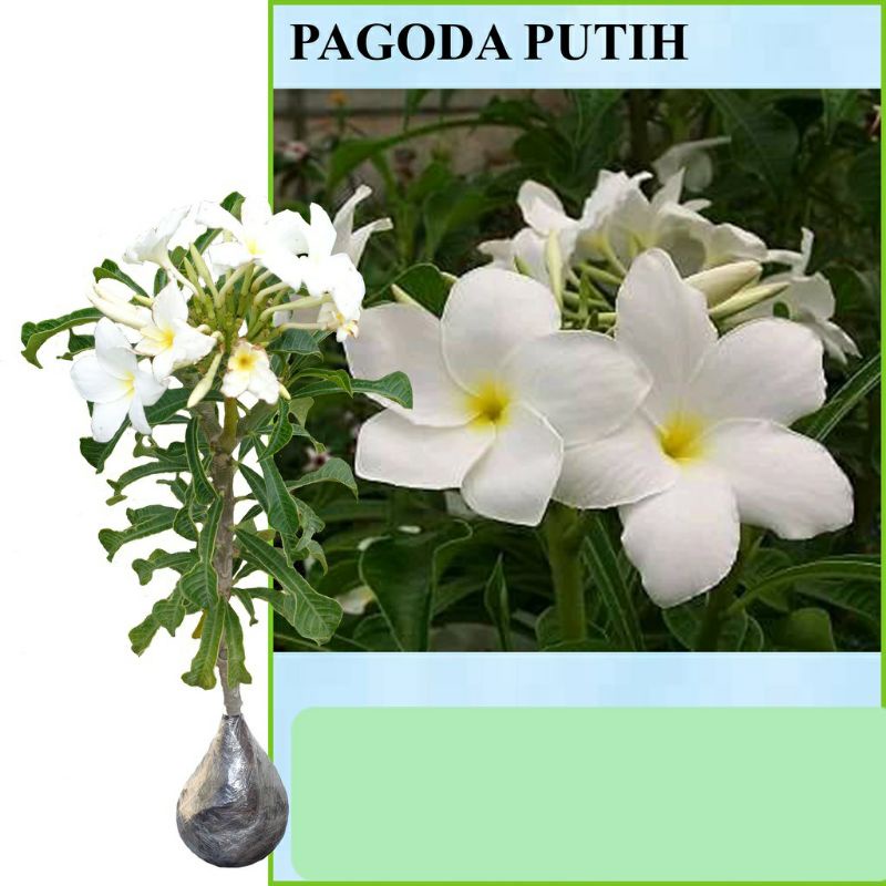 Jual Tanaman Hias Pagoda Putih Kamboja Pagoda Bunga Putih | Shopee ...