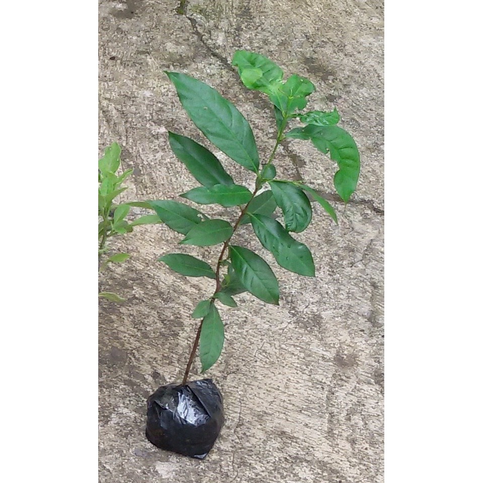 Jual Bibit tanaman obat salam daun salam (Syzygium polyanthum) | Shopee ...