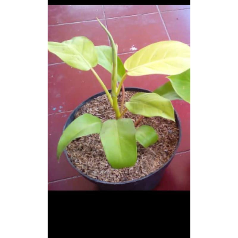 Jual Philo orange | Shopee Indonesia