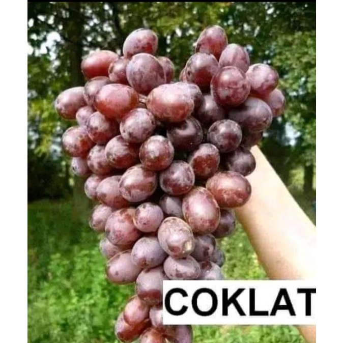 Jual bibit anggur impor coklat | Shopee Indonesia