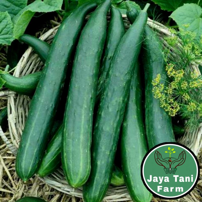 Jual 3 Biji Benih Timun Jepang Panjang / Benih Sayuran / Bibit Sayuran ... Jual 3 Biji Benih Timun Jepang Panjang / Benih Sayuran / Bibit Sayuran ...