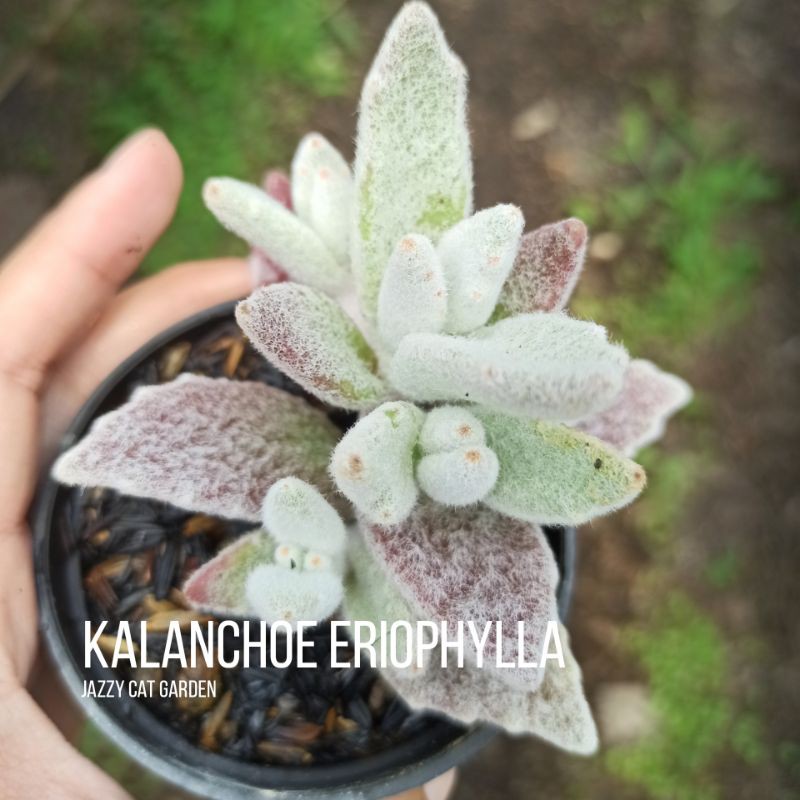 Jual Jazzy Cat Garden Sukulen - Kalanchoe eriophylla Panda Plant Snow ...