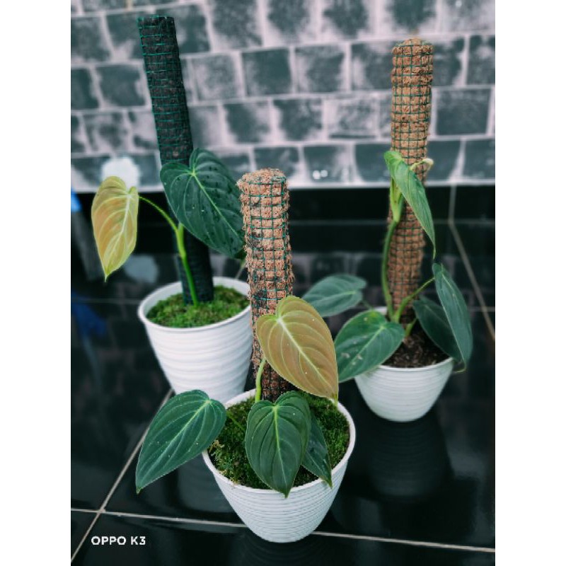 Jual Philo melano crysum, Philo melano, Tanaman hits | Shopee Indonesia