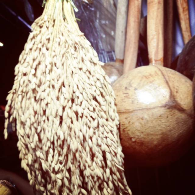 Jual Padi tangkai kering | Shopee Indonesia