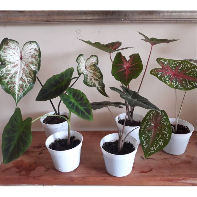 Jual Tanaman hias Keladi / Caladium sp. (Paket 5 jenis caladium ...