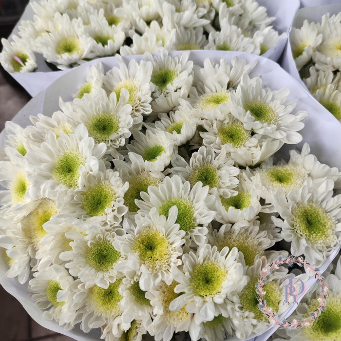 Jual Bunga Aster Monalisa (Bunga Potong Segar ) | Shopee Indonesia