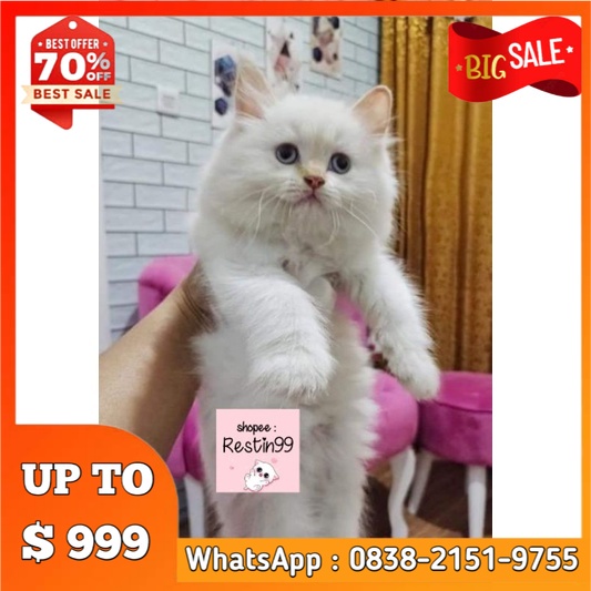 Jual anak kucing kitten Himalaya / ragdoll / Norwegia / persia ...