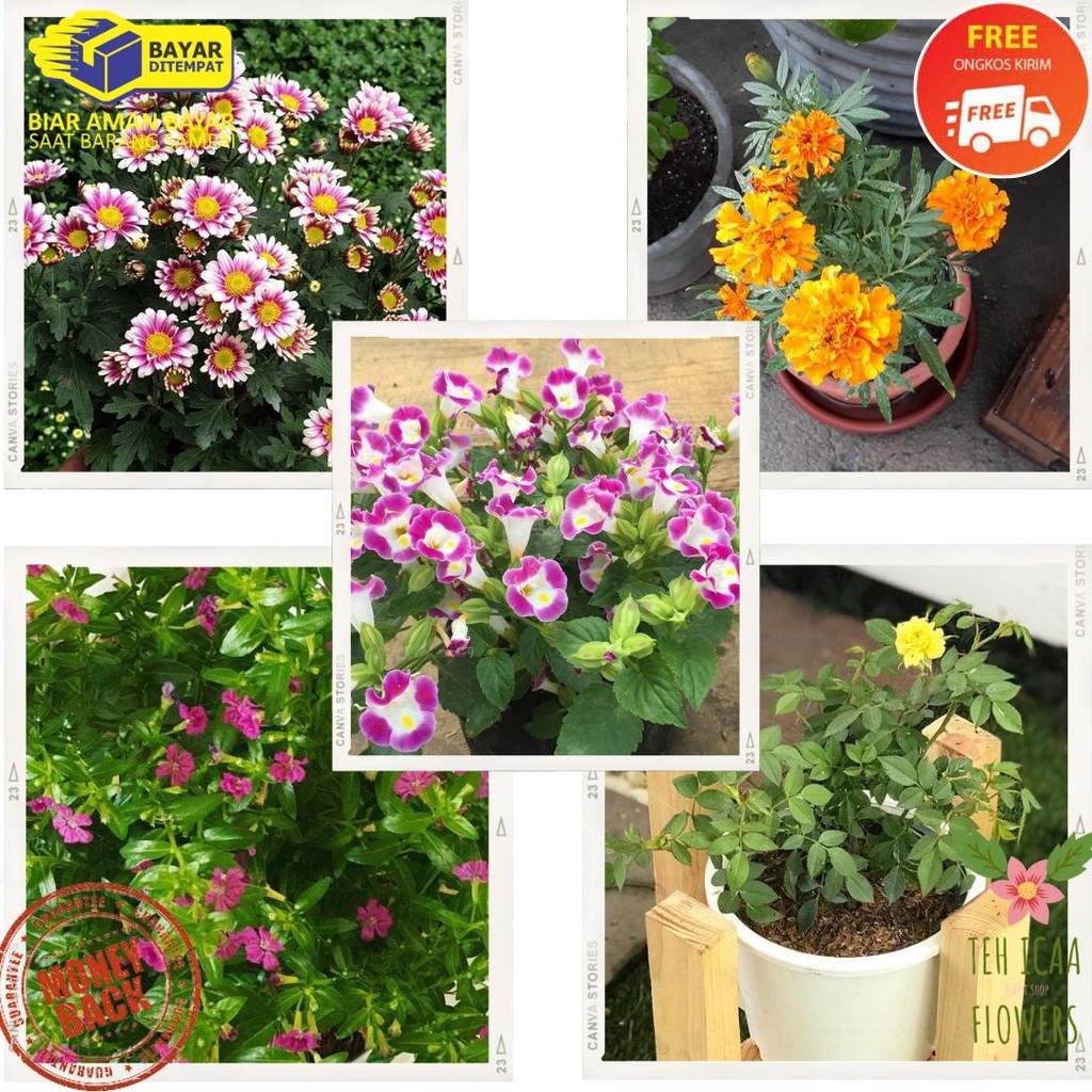 Jual PAKET 5 TANAMAN BUNGA HIDUP TANAMAN BUNGA ASTER BUNGA MAWAR BUNGA ...