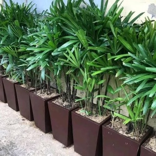 Jual Palm waregu 100cm, Tanaman palm regu, Bisa untuk tanaman indoor ...