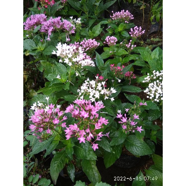 Jual bunga pentas berbunga tanaman hias dan bunga vegetasi lebah madu ... Jual bunga pentas berbunga tanaman hias dan bunga vegetasi lebah madu ...