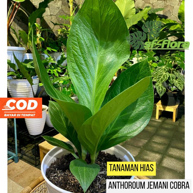 Jual Anthurium Jemani Terlengkap & Harga Terbaru Maret 2023 | Shopee ...