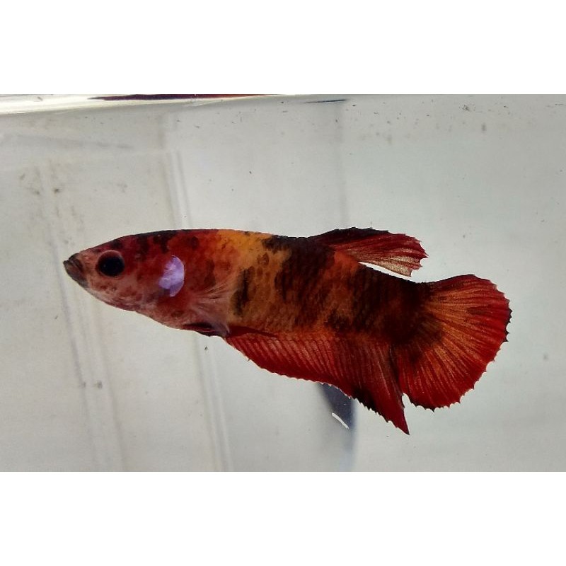 Jual YELLOW BASE ( FEMALE ) | Shopee Indonesia