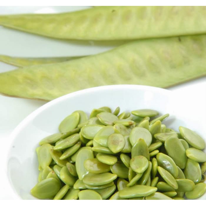 biji/benih/bibit tanaman lamtoro gung /50 biji | Shopee Indonesia
