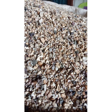 Jual pasir laut kasar 1kg | Shopee Indonesia
