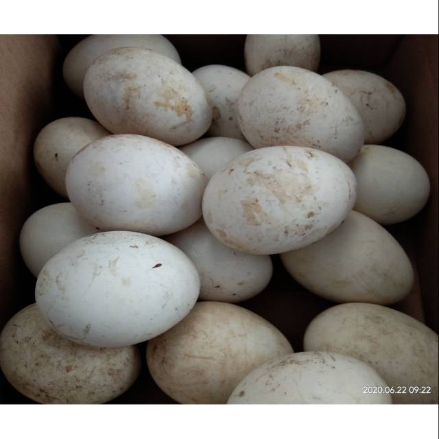 Jual TELUR ANGSA SOANG JELEK BUSUK BUKAN UNTUK DIKONSUMSI Indonesia ...