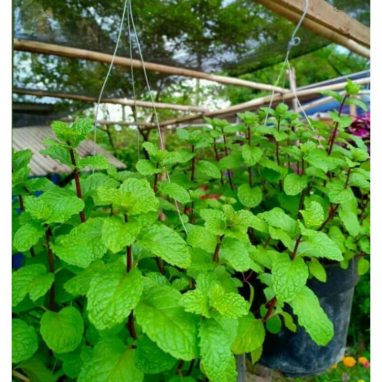 Jual Tanaman daun mint - tanaman herbal peppermint | Shopee Indonesia