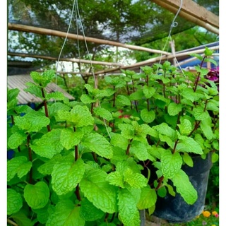 Jual Tanaman daun mint - tanaman herbal peppermint | Shopee Indonesia