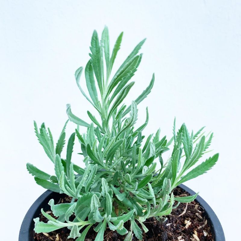Jual Tanaman Herbal Lavender Gold creek daun wangi / Lavender Import ...