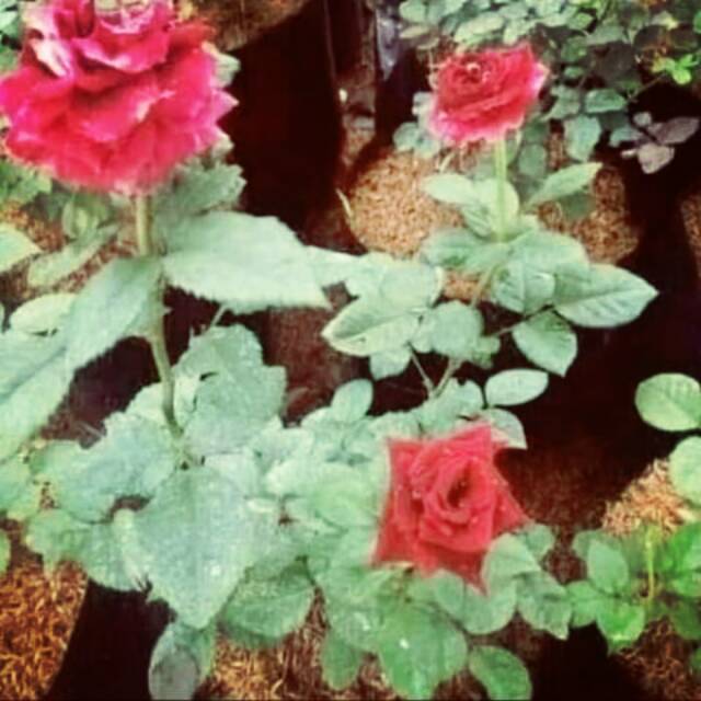 Jual Tanaman hias bunga mawar tumpuk | Shopee Indonesia