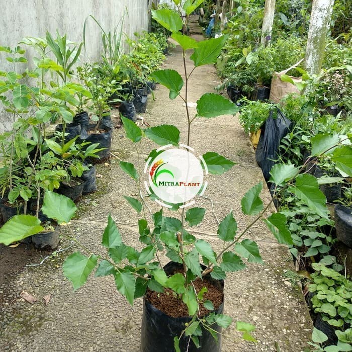 Jual HD BIBIT POHON MULBERRY - BUAH MURBEI - TANAMAN MURBERRY - CEPAT ...