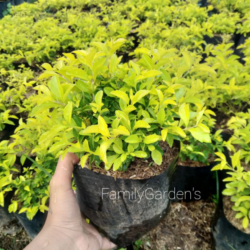 Jual Tanaman Hias Penitian / Pangkas Kuning / Pagar Hidup | Shopee ...