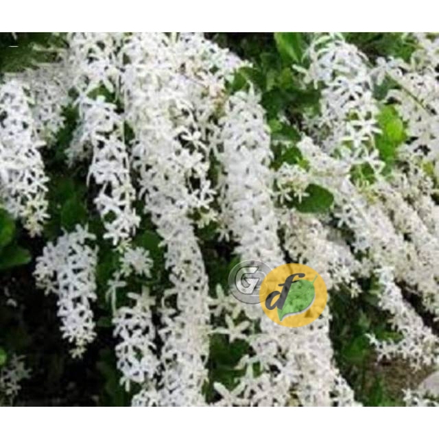 Jual Bunga Merambat Petrea - Tanaman Hias Merambat Bunga Petrea - Bunga ...