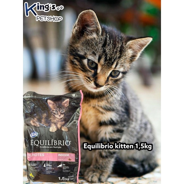 Jual Kucing Mixdom Terlengkap & Harga Terbaru Januari 2023 | Shopee ...