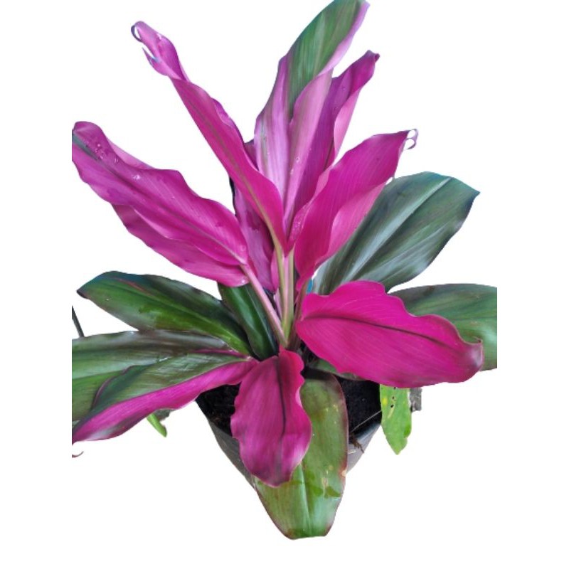 Jual tanaman hias kordiline redstar/hanjuang merah/andong merah ...