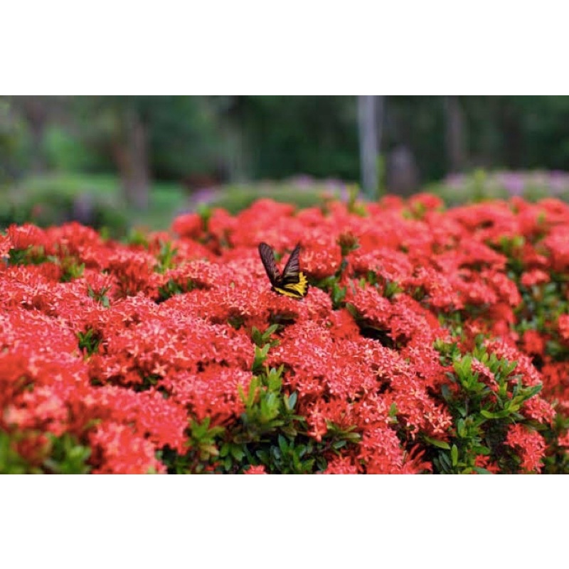 Jual Bunga Asoka Merah | Shopee Indonesia