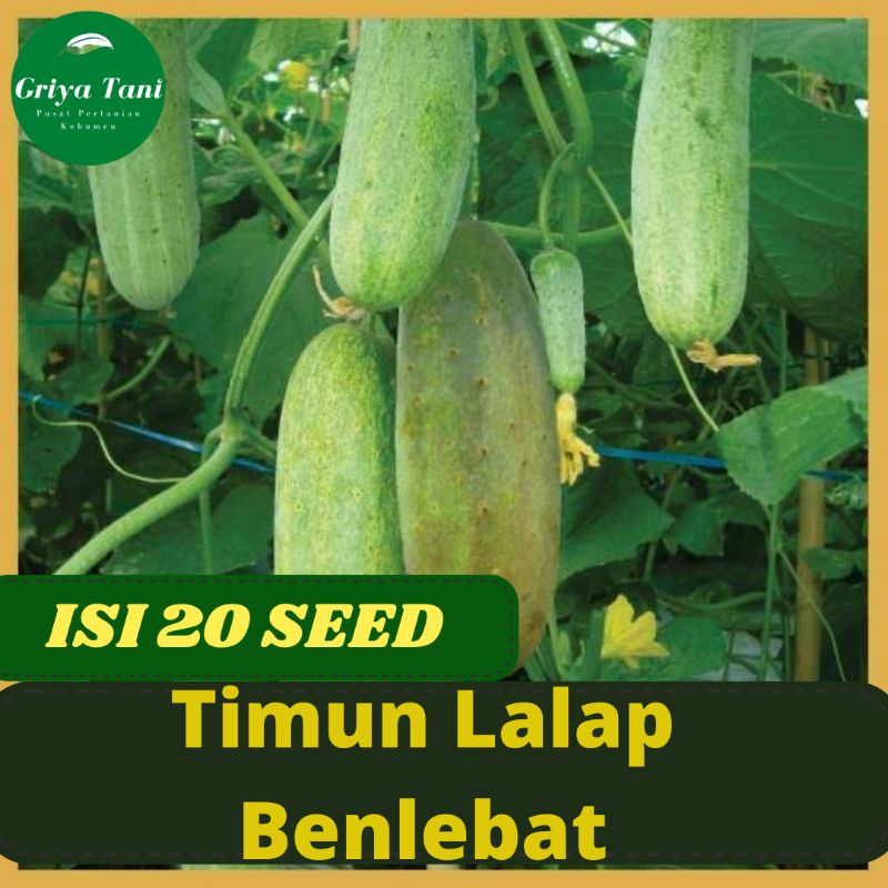 Jual Benih Bibit 20 Timun Lalap Hibrida F1 Bibit Timun Benlebat Unggul ...