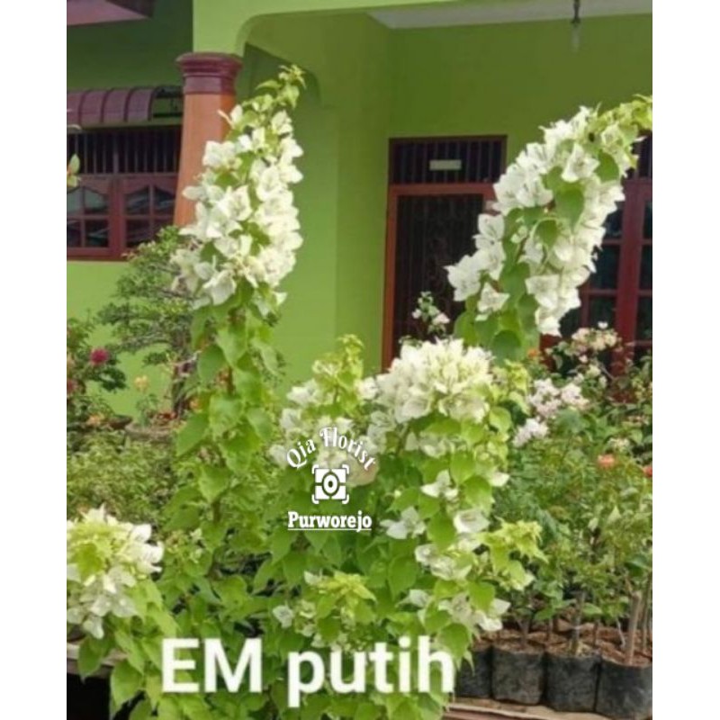 Jual Ekor Musang Putih Bogenfil Shopee Indonesia