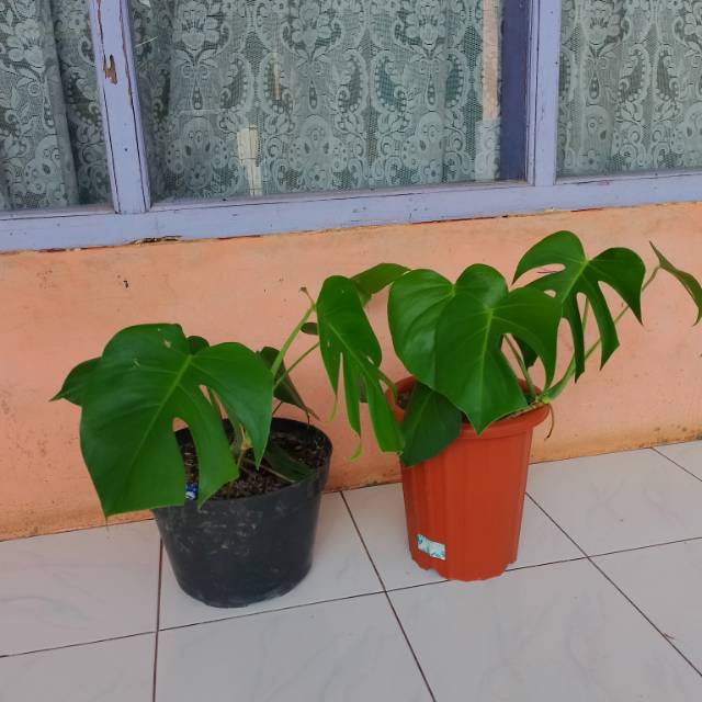 Produk 29p44v7l02 | Shopee Indonesia