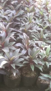 Jual Tanaman Hanjuang Kemoceng Mini / Andong Merah Mini tanaman Hias ...