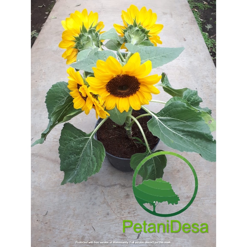 Jual Tanaman Hias Bunga Matahari Kerdil (Sudah Berbunga) | Shopee Indonesia