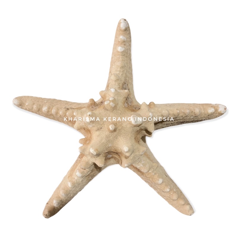 Jual BINTANG LAUT GARUDA BINTANG LAUT ASLI BINTANG LAUT BESAR BINTANG ... Jual BINTANG LAUT GARUDA BINTANG LAUT ASLI BINTANG LAUT BESAR BINTANG ...