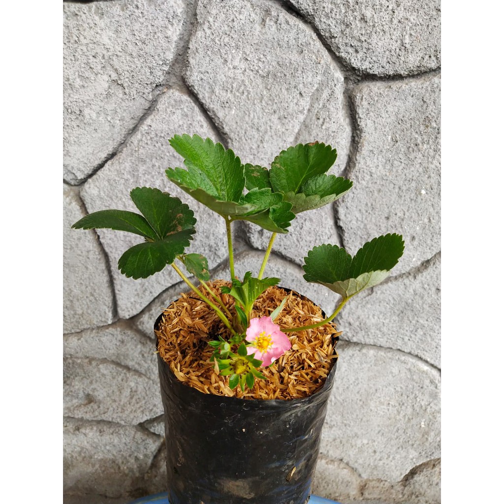 Jual Bibit Tanaman Buah Strawberry Ruby Ann | Shopee Indonesia
