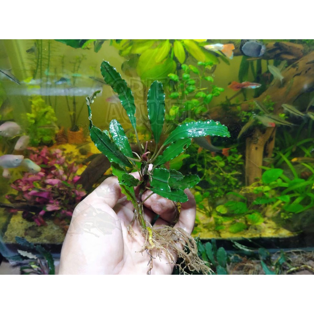 Jual Tanaman Aquascape - Bucephalandra Daun Besar Full Air (Per Rizhome ...