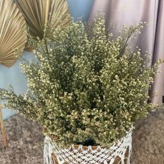 Jual Pikok bunga kering - dried flower pikok | Shopee Indonesia