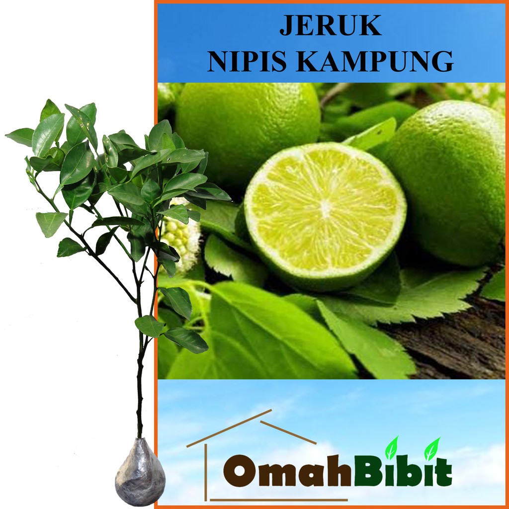 Jual Tanaman Jeruk Nipis Kampung (Tinggi 40-60 cm) | Shopee Indonesia Jual Tanaman Jeruk Nipis Kampung (Tinggi 40-60 cm) | Shopee Indonesia