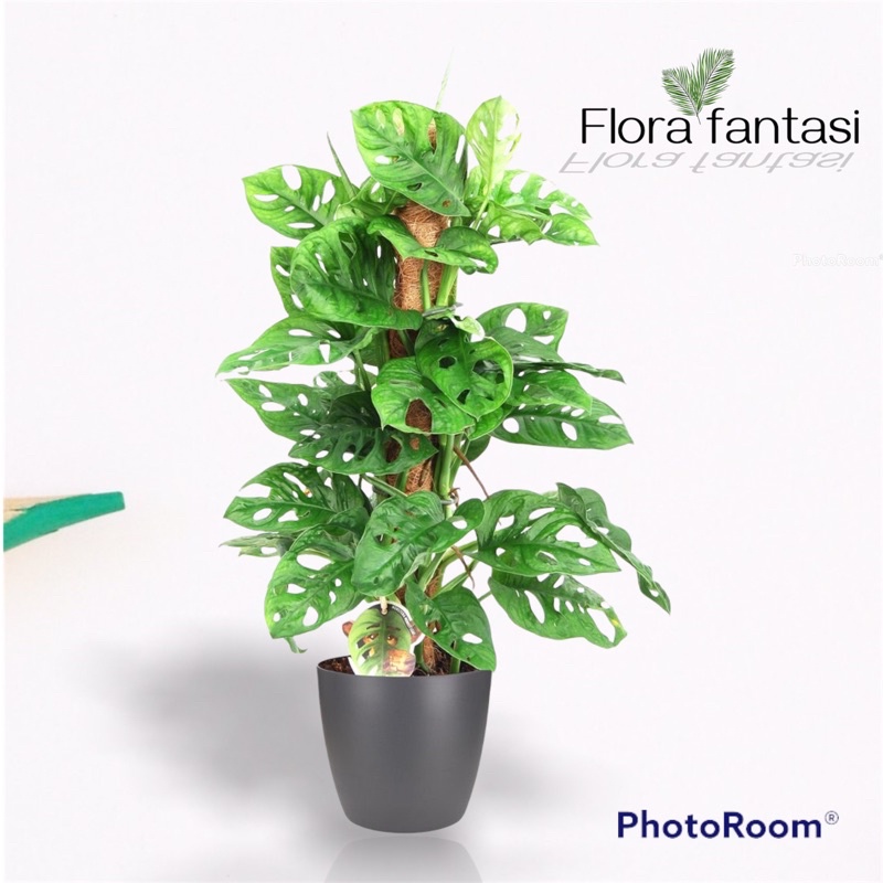 Jual (BISA COD) VIRAL. Tanaman hias janda bolong monstera obliqua ...