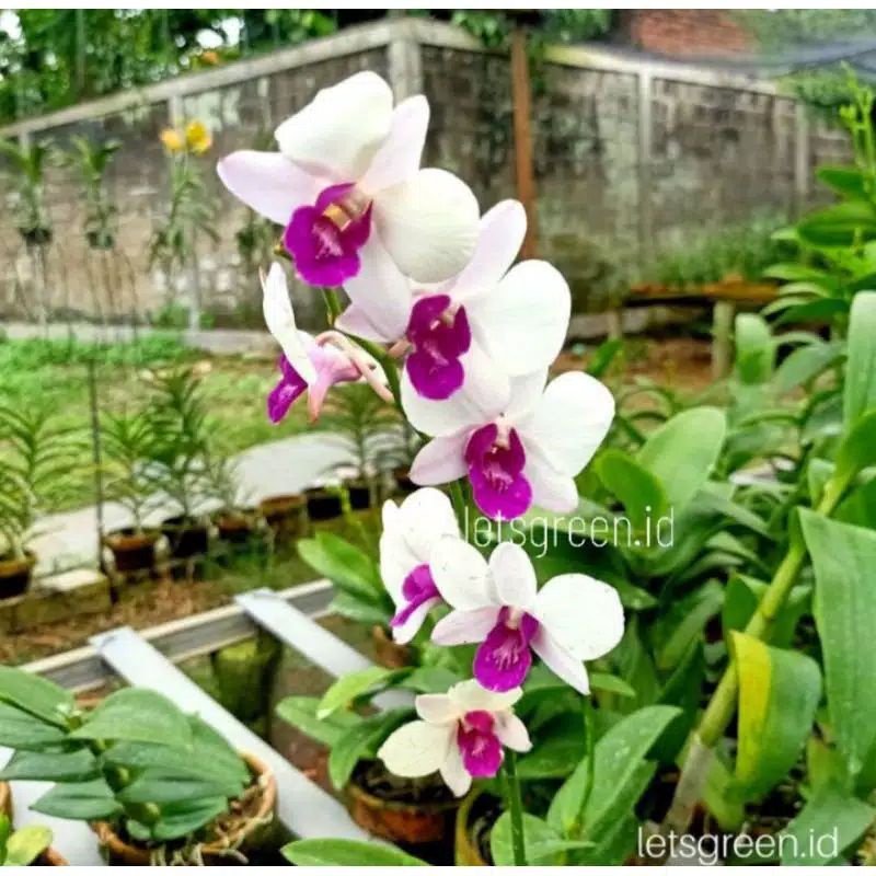 Jual Seddling anggrek dendrobium wonleng | Shopee Indonesia