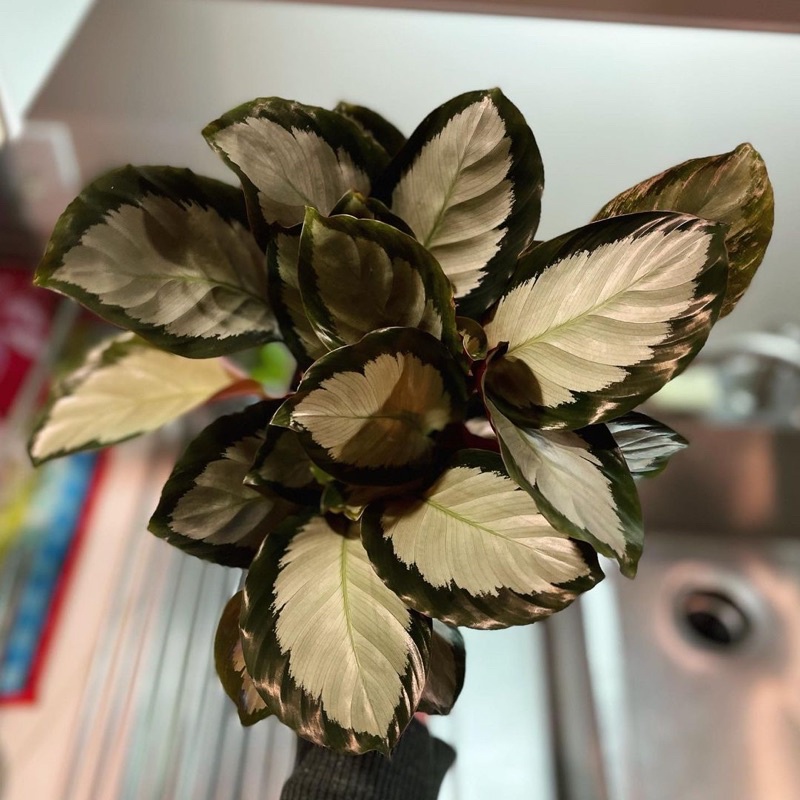 Jual Tanaman hias chalathea drak star - Calathea Hidup - Bunga Hias ... Jual Tanaman hias chalathea drak star - Calathea Hidup - Bunga Hias ...