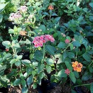 Jual lantana camara, Tanaman hias bunga lantana tembelekan Indonesia ...