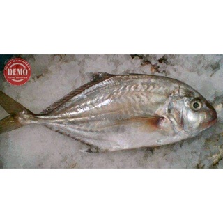 Jual IKAN KUWE SEGAR TENGKEK Ikan Segar Fresh | Shopee Indonesia