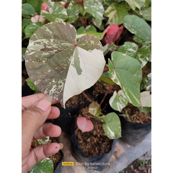 Jual bibit pohon tanaman hias bunga waru Varigata/ waru landak ...