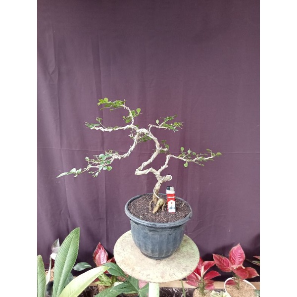 Jual BONSAI KEMUNING MIKRO SESUAI FOTO | Shopee Indonesia