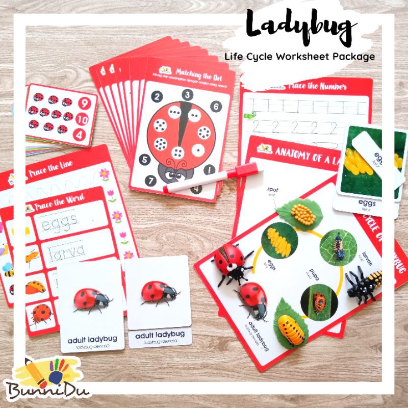 Jual Ladybug Life Cycle Worksheet | Montessori Cultural | Siklus Hidup ...