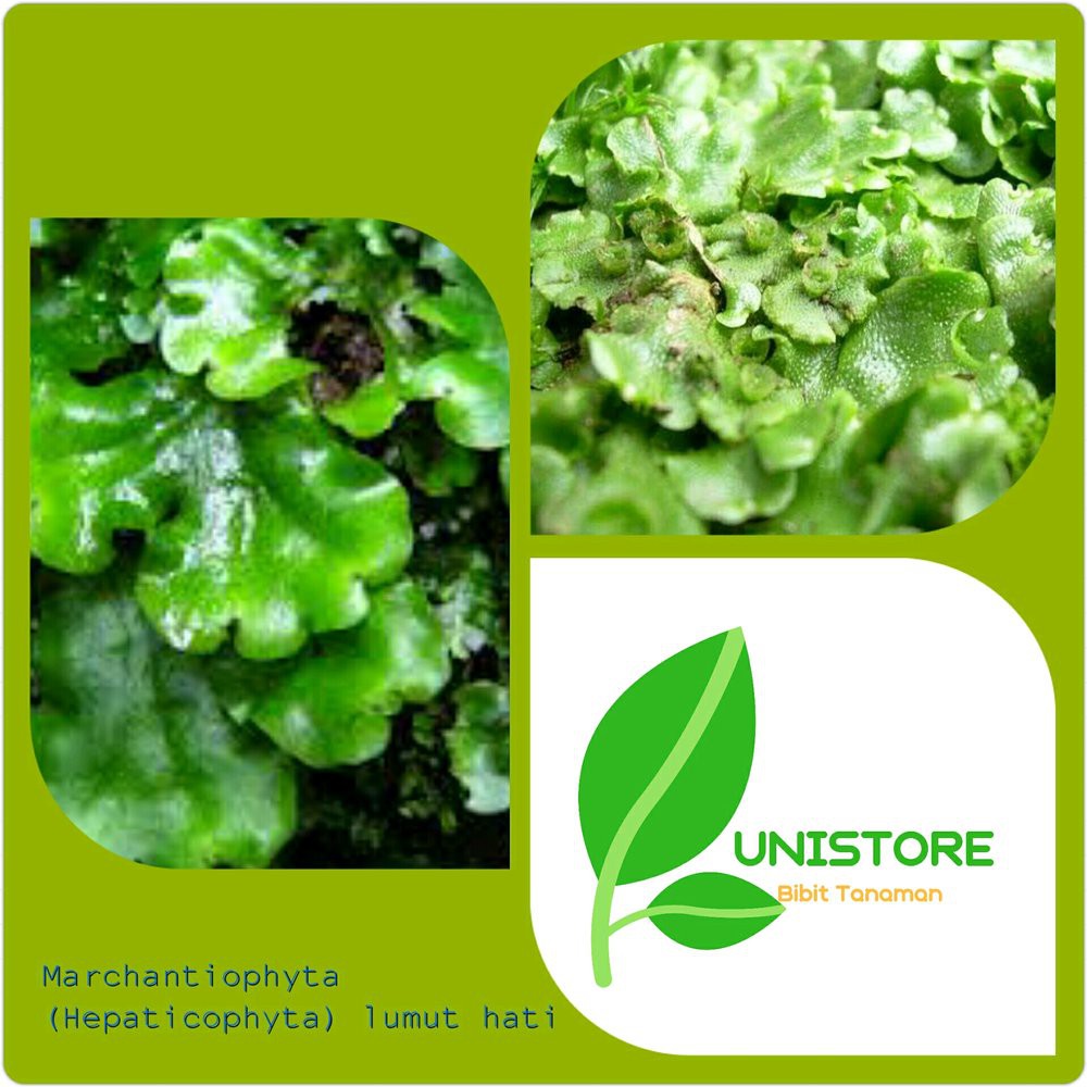 Jual Langsung Order LUMUT HATI 250 GRAM Marchantiophyta Hepaticophyta ...