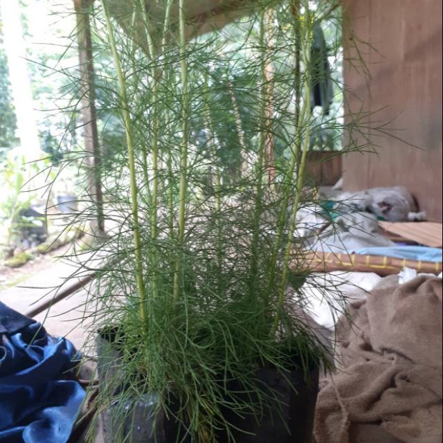 Jual Bibit Tanaman Adas - Tanaman Pulosari - Pohon Adas - Bunga Adas ...