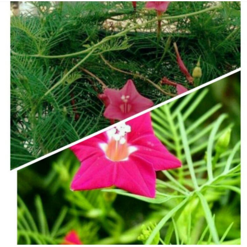 Jual tanaman/biji bunga rincik bumi/star glory/songgo langit Indonesia ...